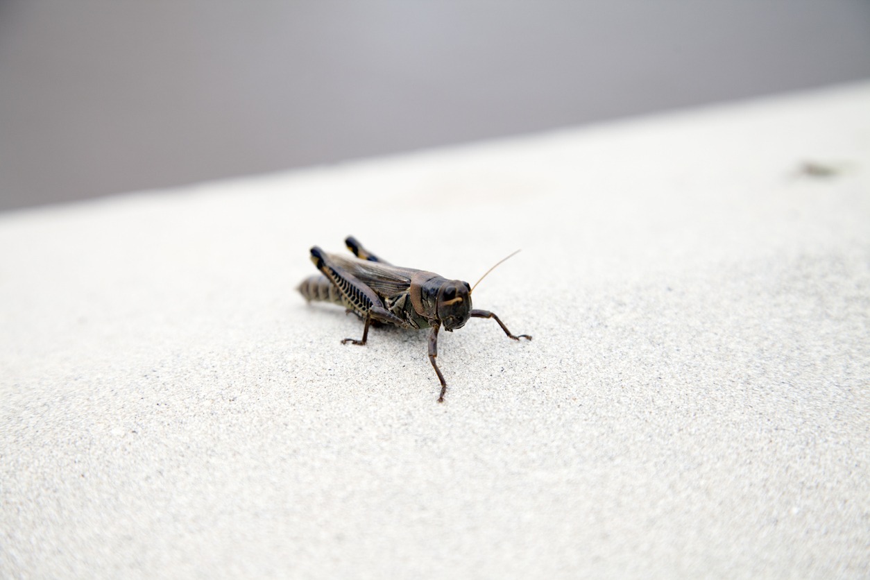 Crickets | Pest Learning Center from All Care Pest Control