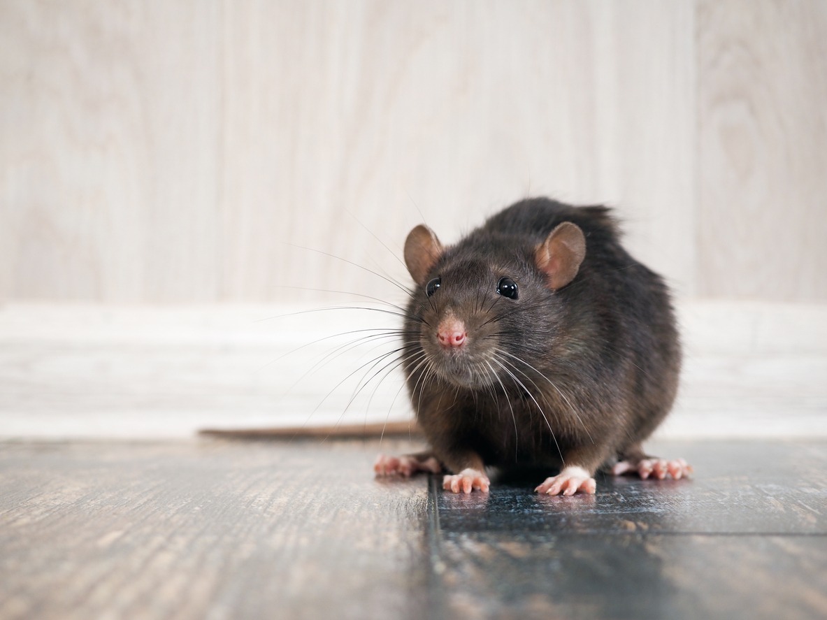 Long Island Rodent Control | All Care Pest Control
