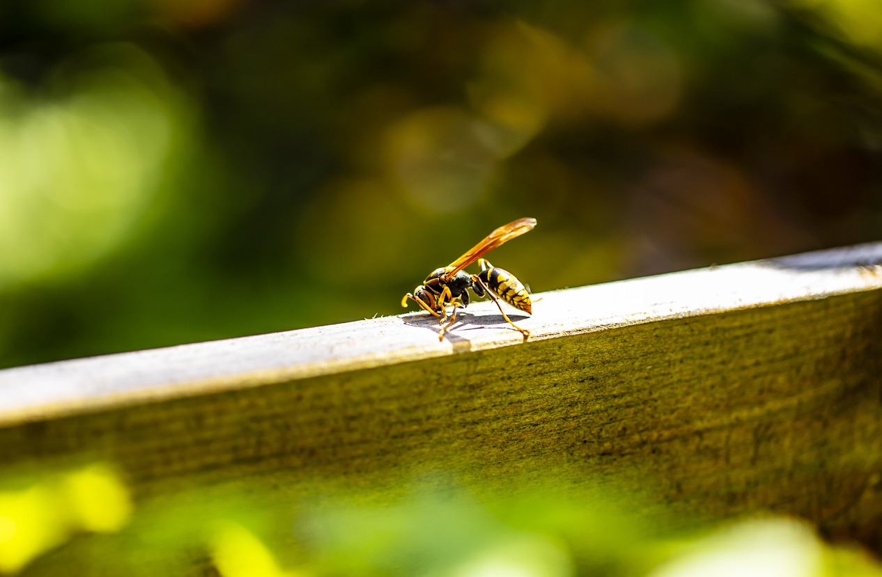 Bee & Wasp Control in Lake Groove, Bellport, Stony Brook | All Care