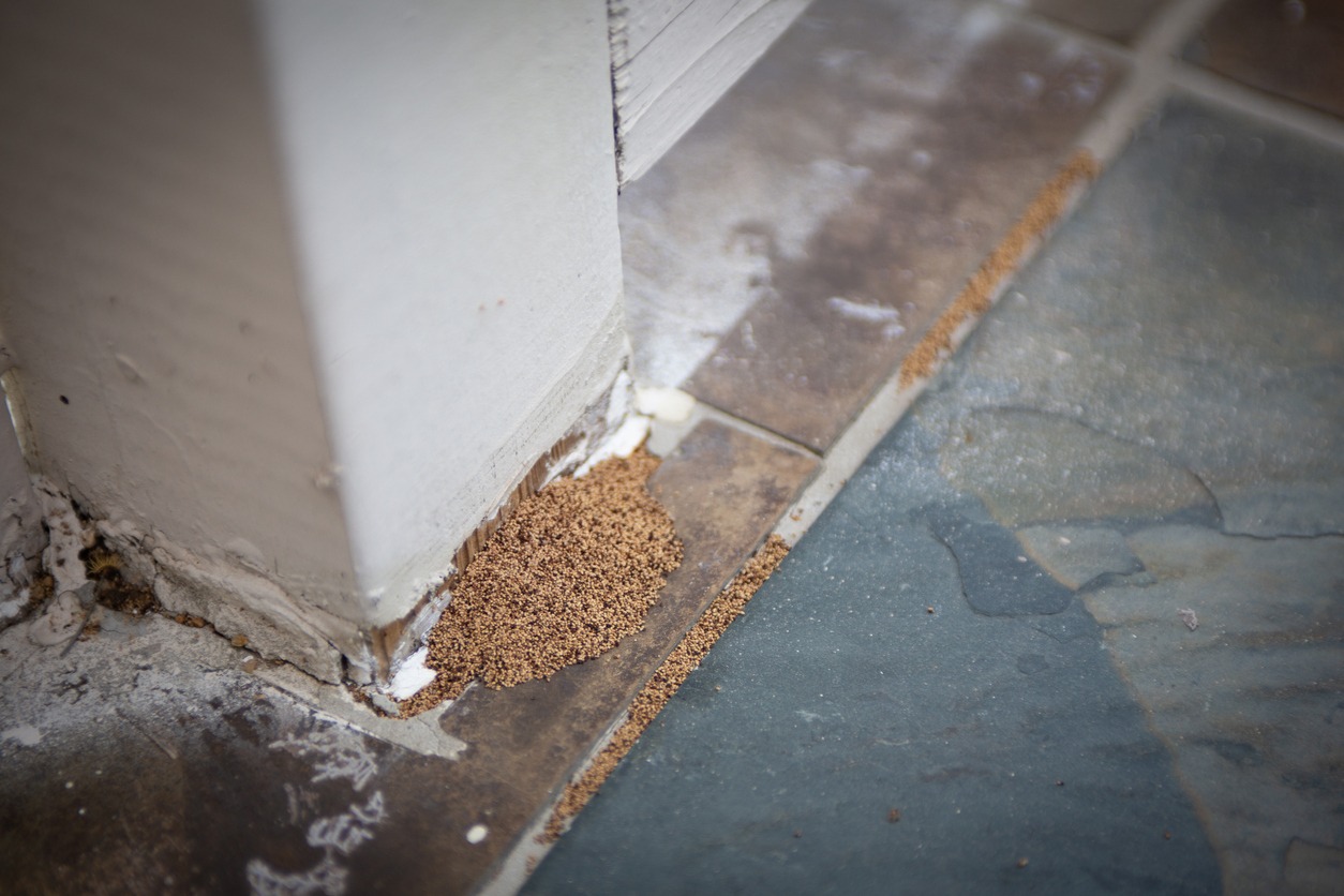 Suffolk County Termite Control | Long Island Exterminator | All Care